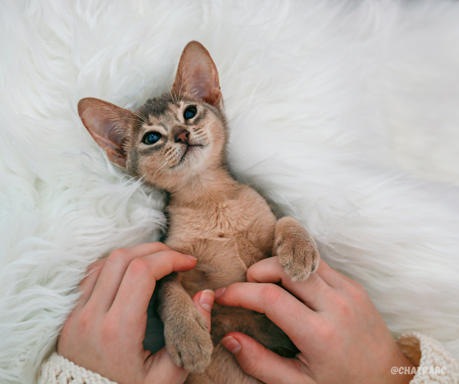 Découvrez le Chat Abyssin : Élégance, Énergie et Affection