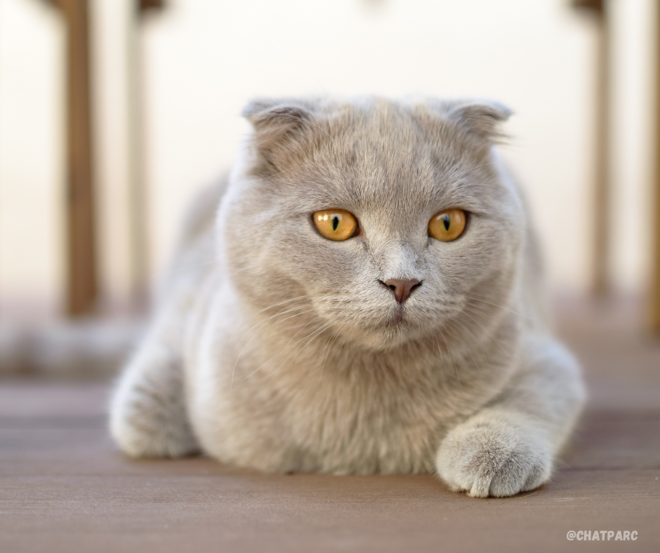 Le Scottish Fold : Un Compagnon Unique et Attachant
